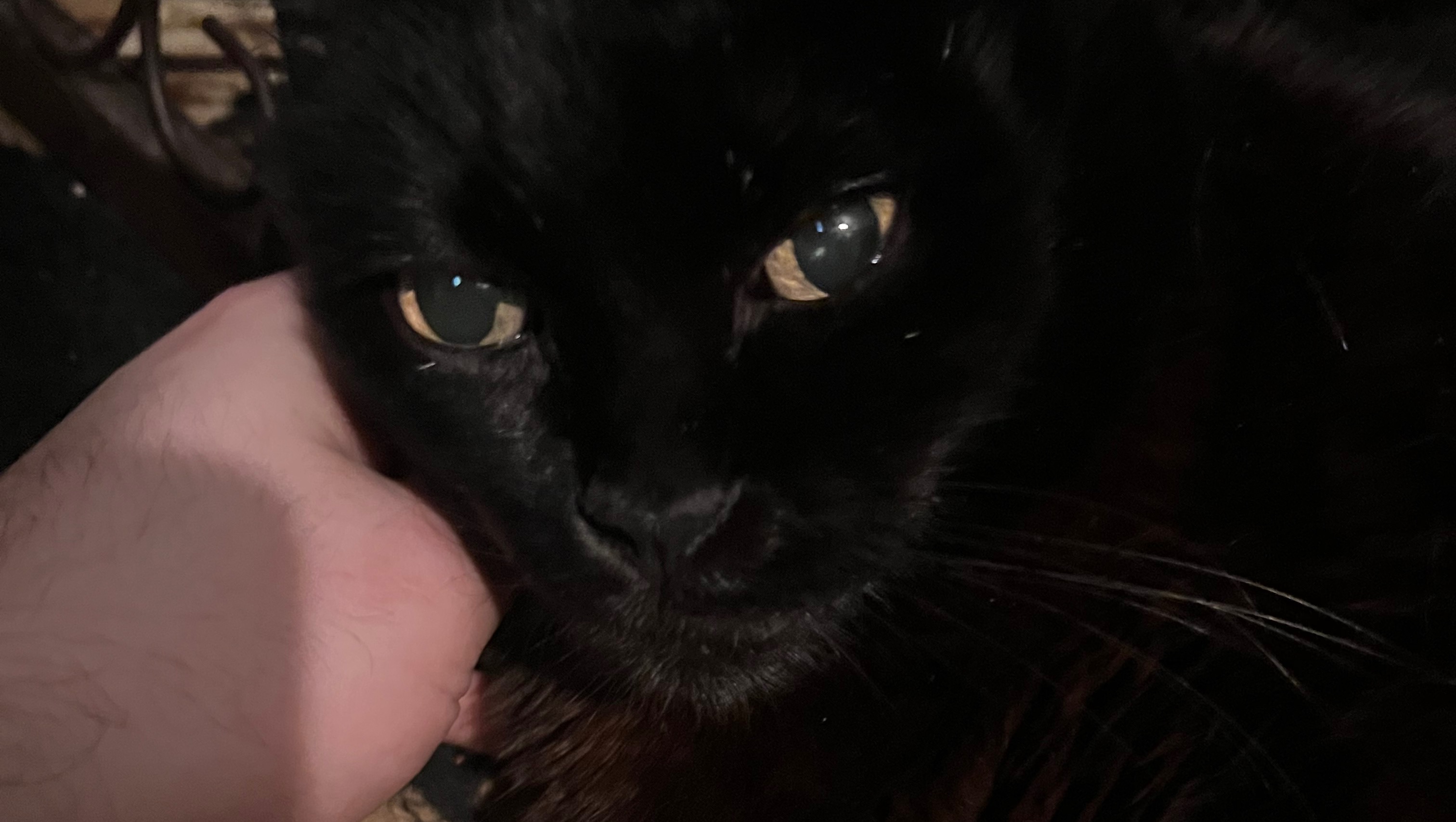 Fundraiser by Travis Black : Ms. Binx Emergency Vet Visit