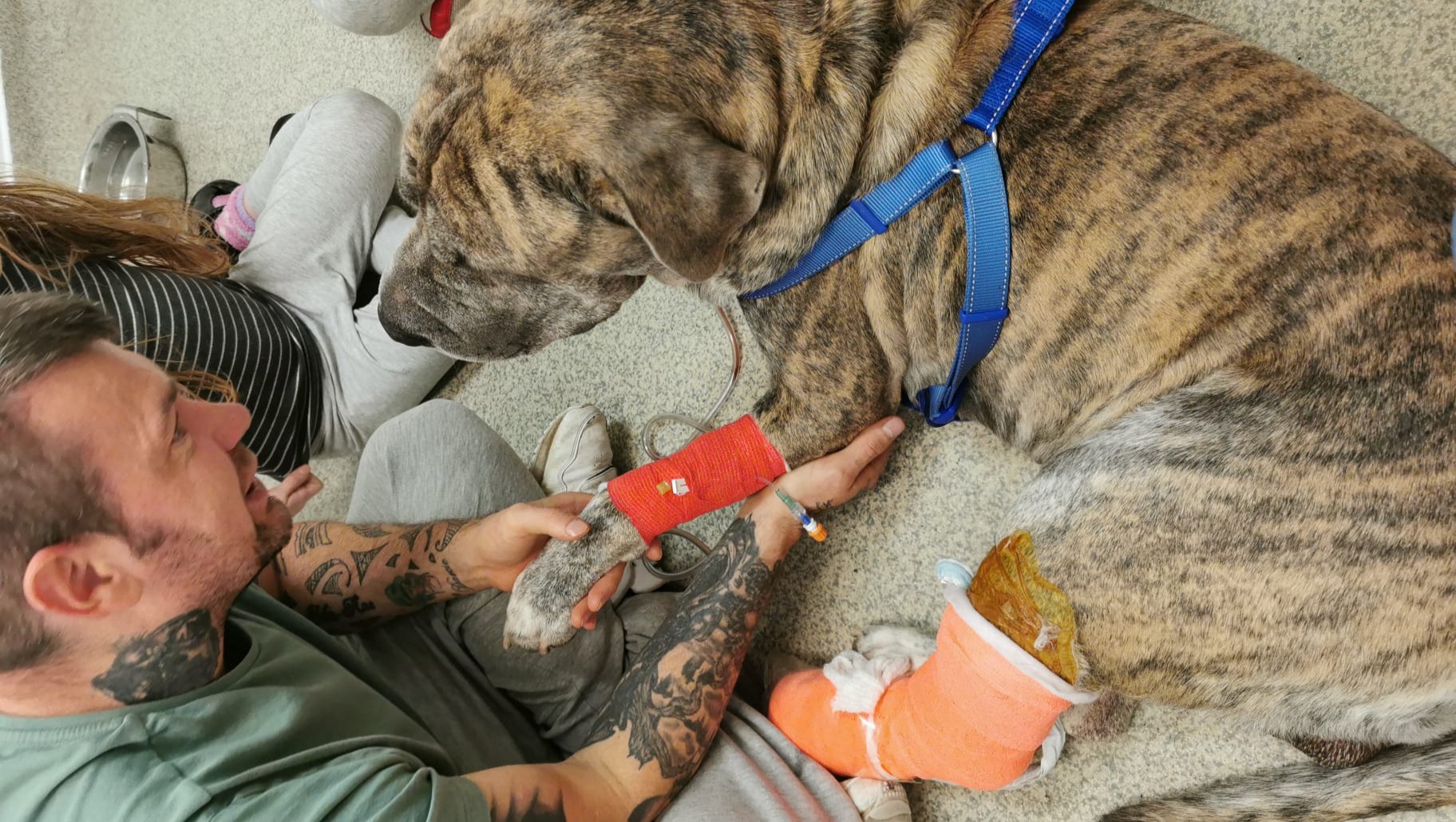 Fundraiser by Sinclair Maynard : Please help my ronnie dog.