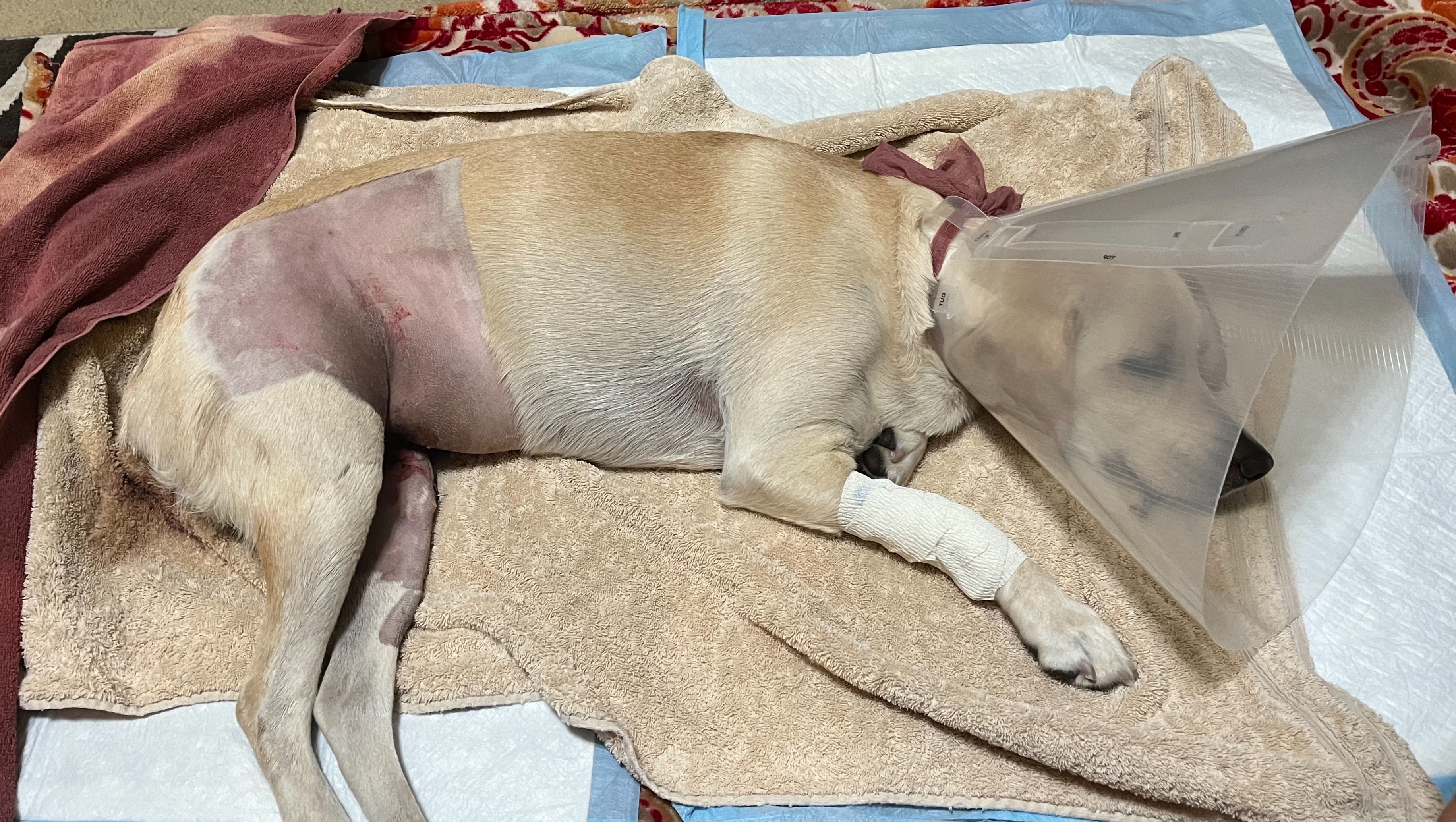 Fundraiser by Stuti Bhatt : Donate for Luna's Abdominal Surgery