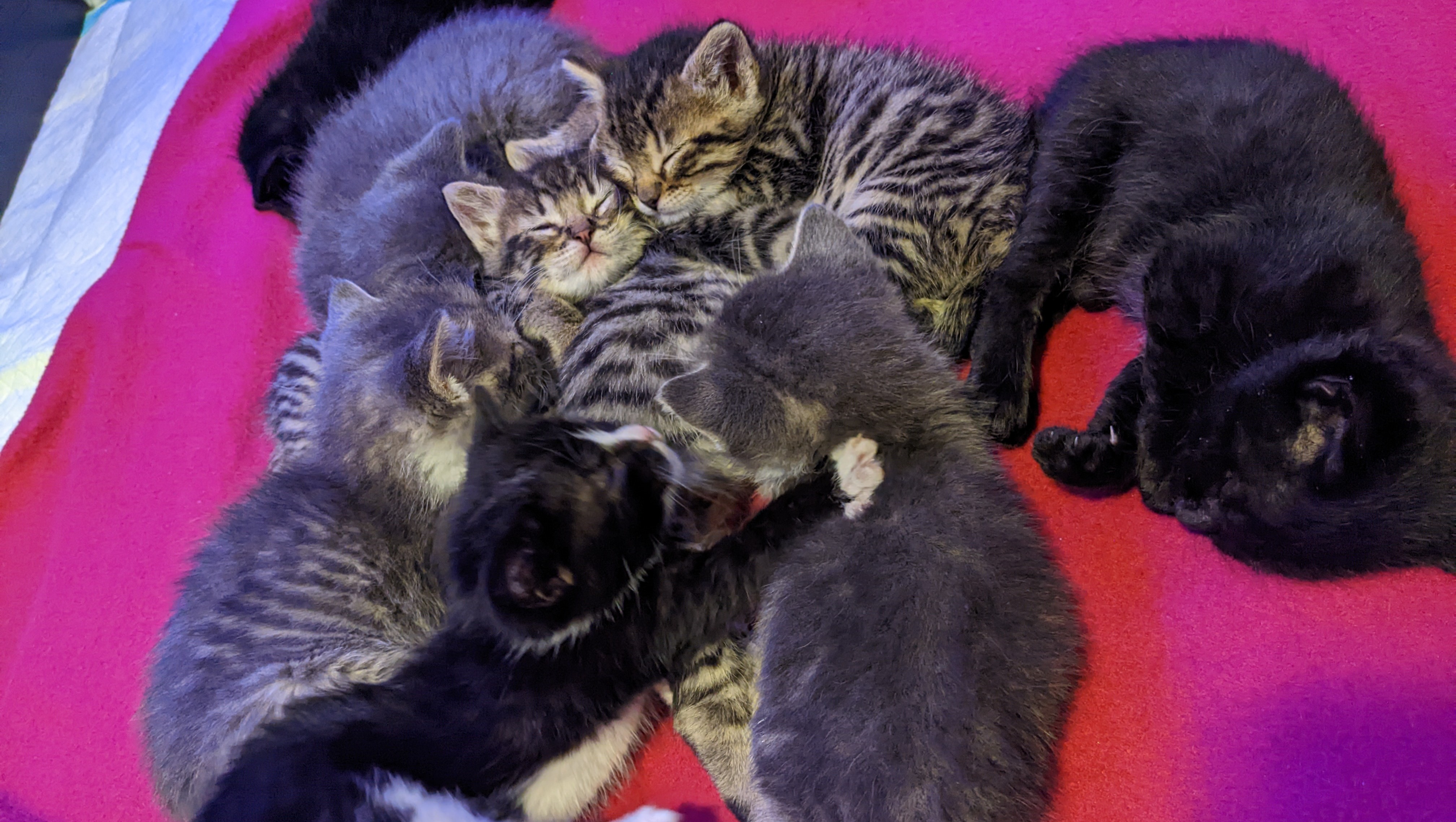 Fundraiser by Alekzandria Peugh : Nine Lives Project