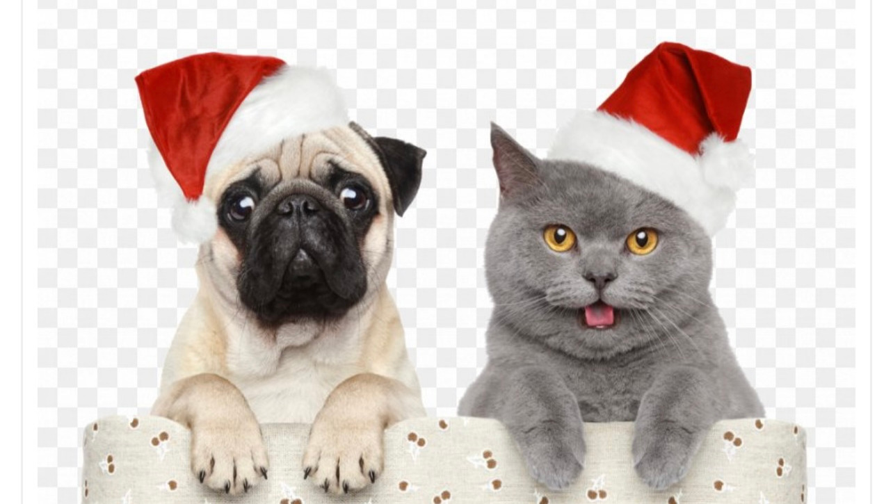 Fundraiser by Theresa Boytos Olivetto : Secret Santa Paws