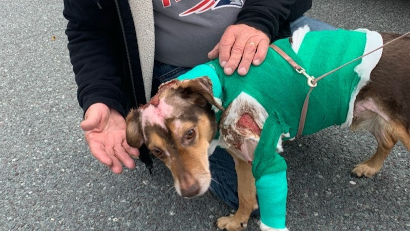 Fundraiser for Tammy Kenyon by Kara Guertin : Caring for Coco!