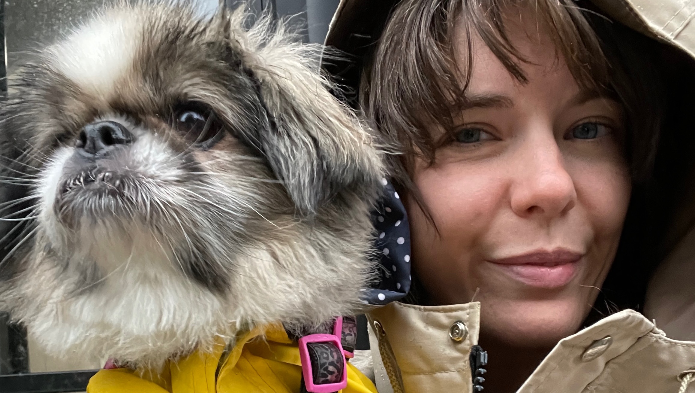 Fundraiser by Rax King : shuggie needs surgery