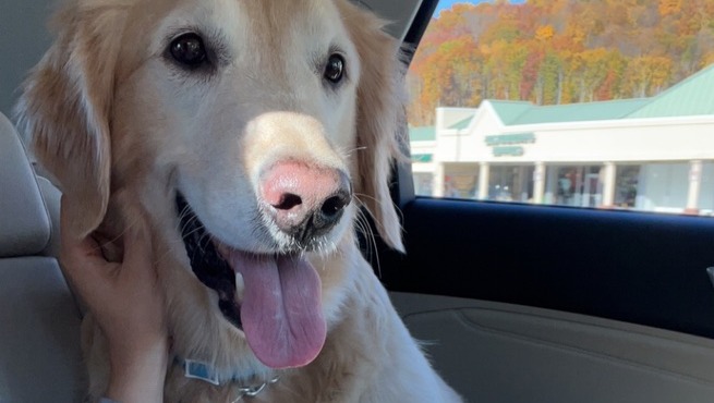 Fundraiser by Jennifer Bell : Charming's leg amputation surgery