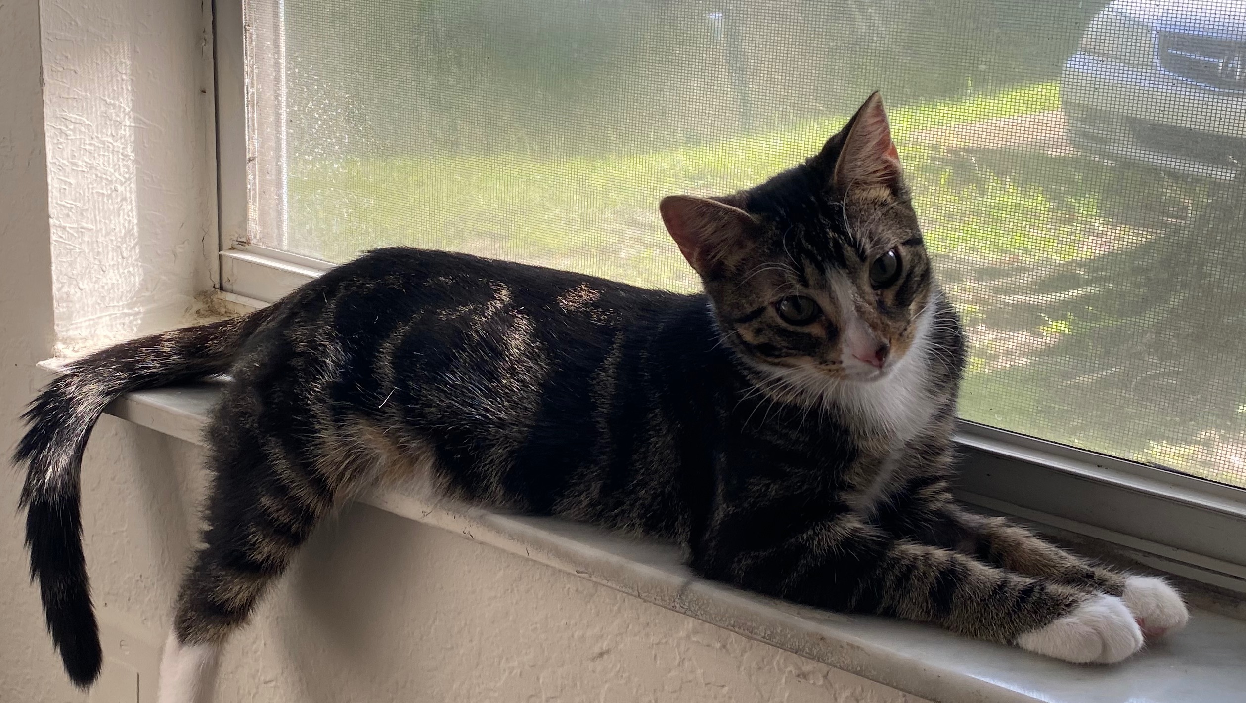 Fundraiser by Sarah Rifenberg : Help Jasper with FIP