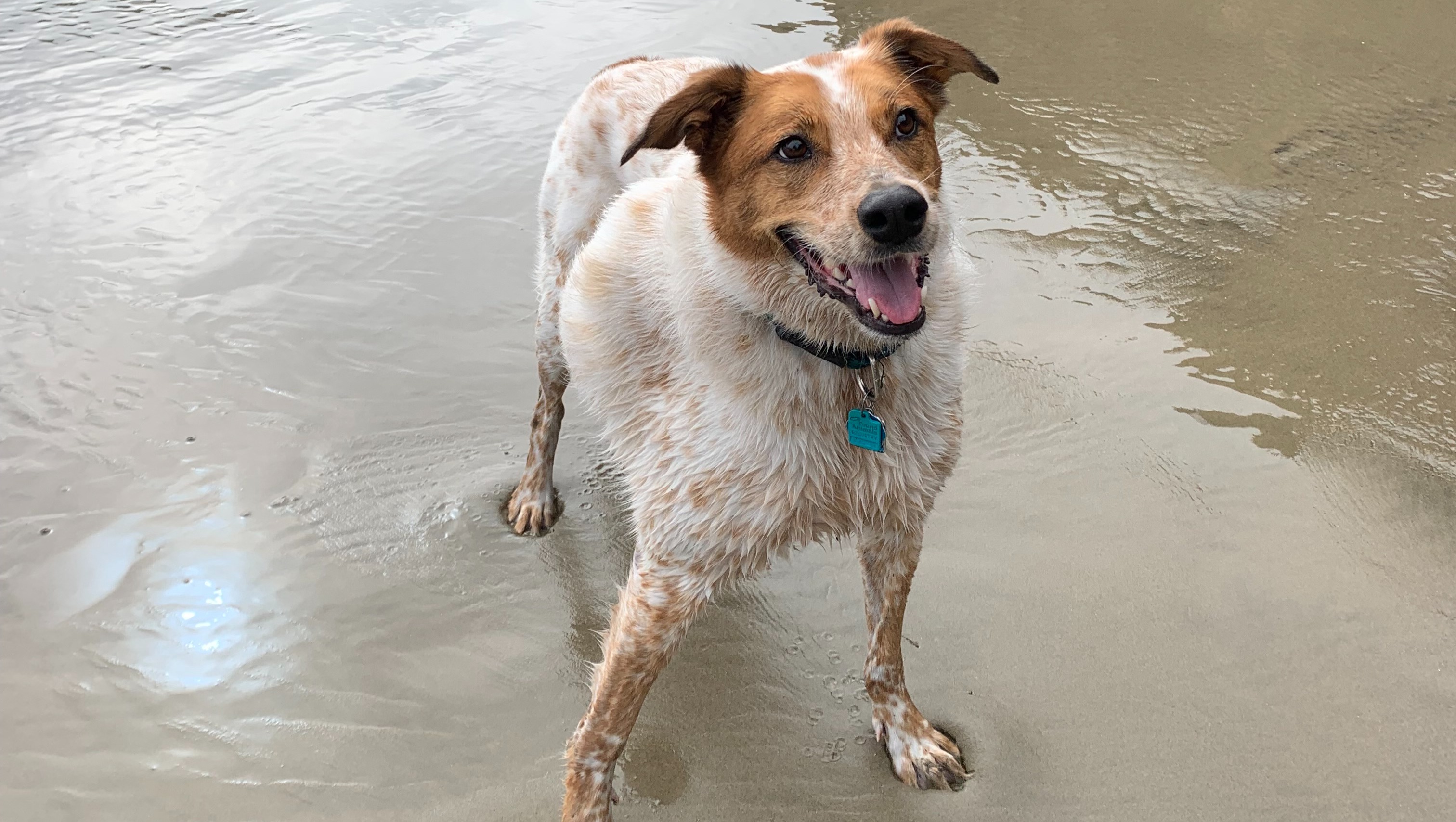 Fundraiser by Samuel Haimowitz : Surgery for Zeke