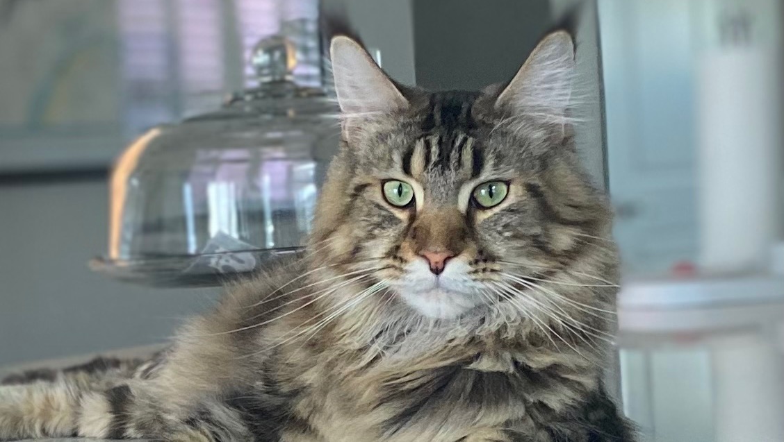 Fundraiser by Cynthia French : Rocket