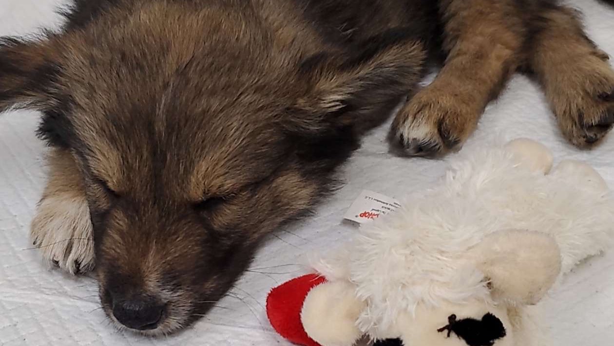 Fundraiser for Courtney Coldren by Cheyenne Coldren : Drako’s hernia ...