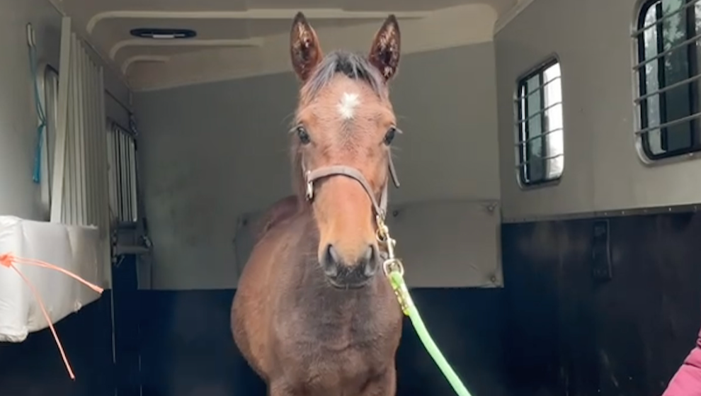 Fundraiser by Patti Gable : Help name our new filly!