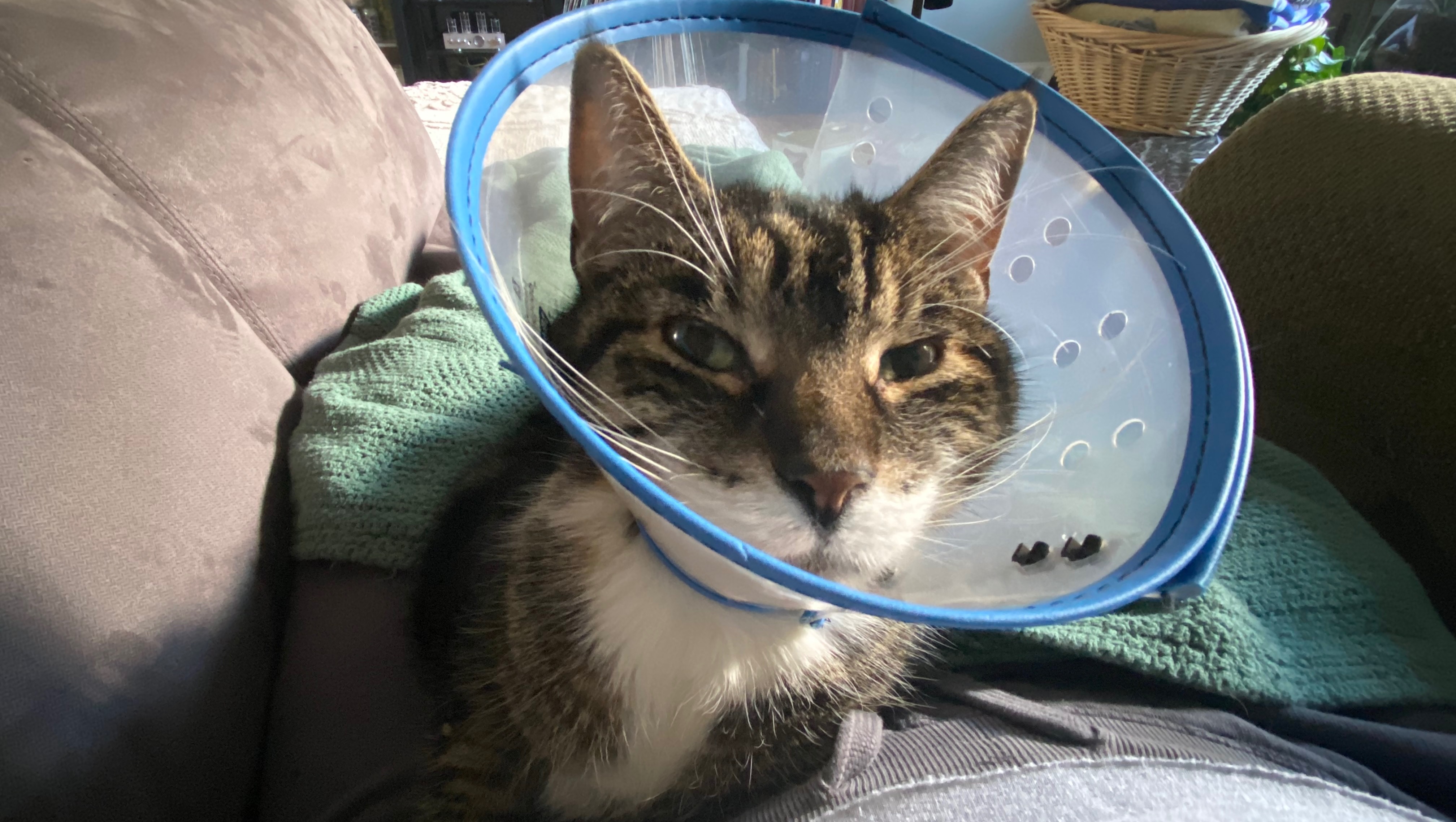 Fundraiser by Amy Hartranft : Buster’s Fibrosarcoma Tumor Removal