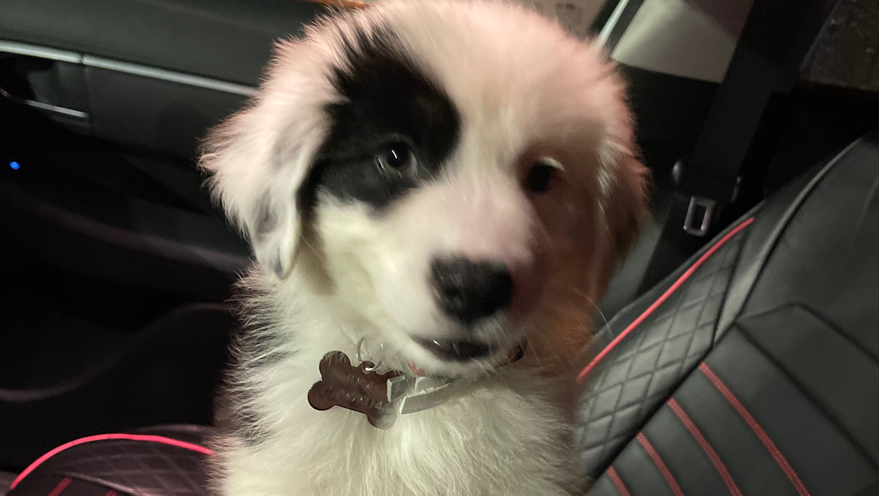 Fundraiser by Tarkan Eastham : Thor’s leg surgery