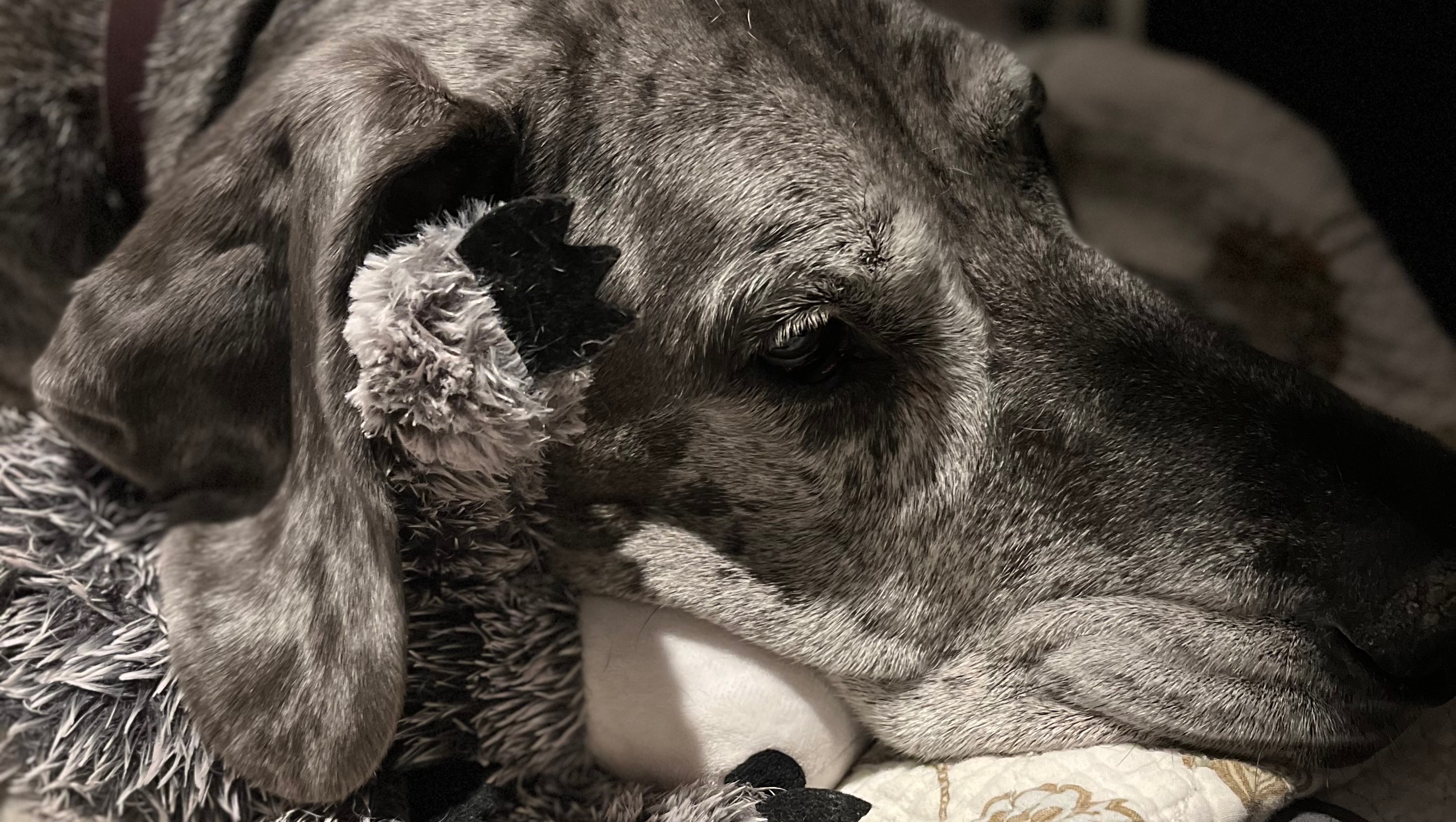 Fundraiser for Benjamin Mortensen by Jordon Mortensen : Gussy’s Medical ...