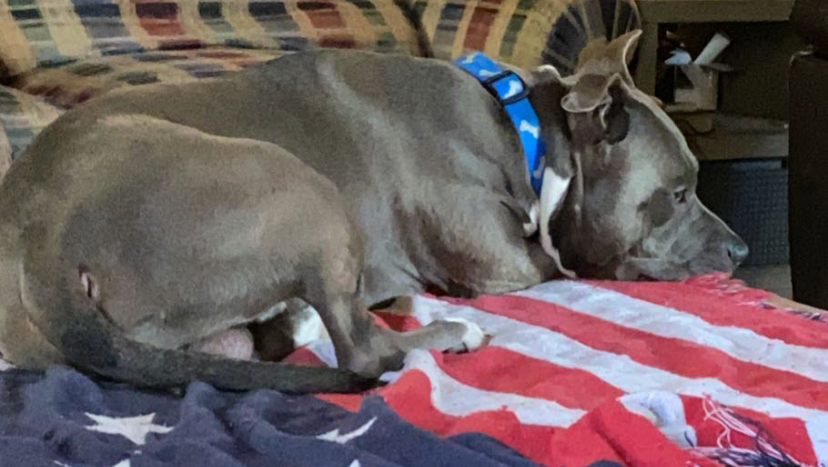 Fundraiser by Carlee Macaluso : My Dog’s Emergency vet and amputation bills