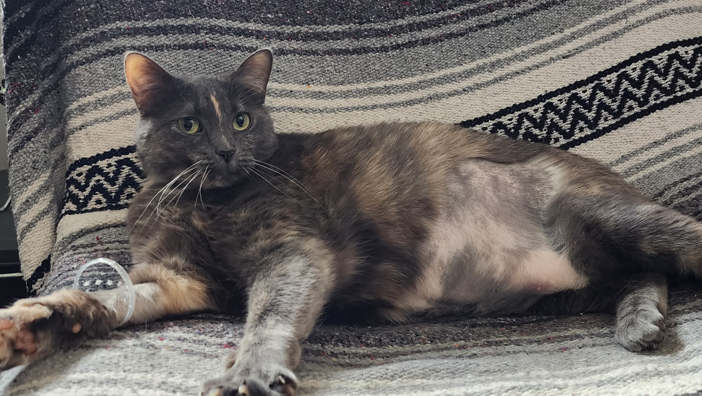 Fundraiser by Nicholas Frey : Help us help Arya!