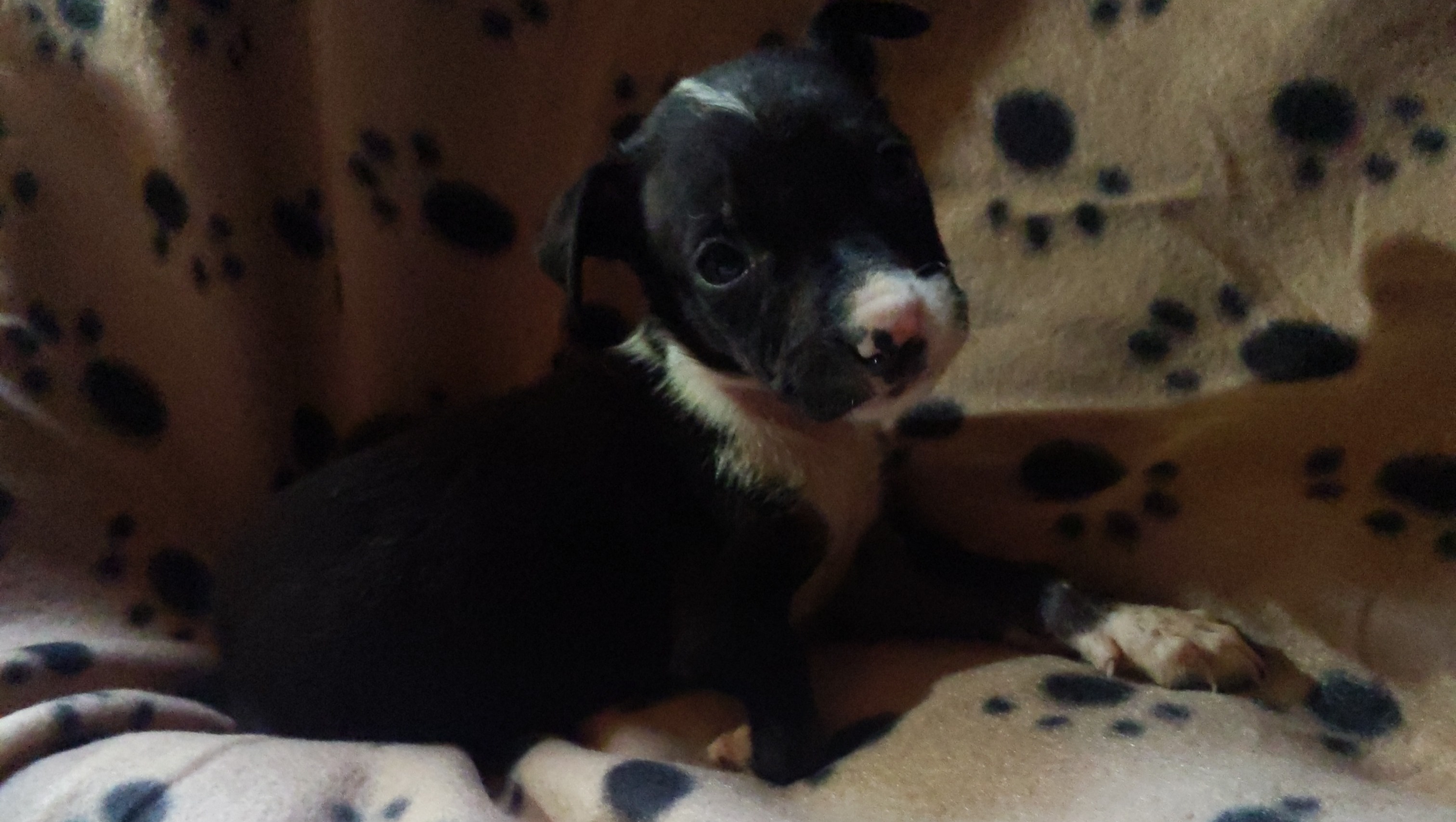 Fundraiser by Jessica Reh : Happy Endings Sanctuary of Texas animal shelter