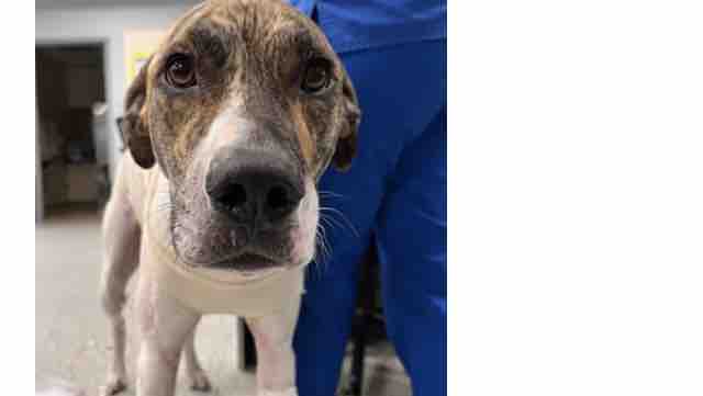 Fundraiser by Lauren Voelker : Henry Boy Needs Your Help?