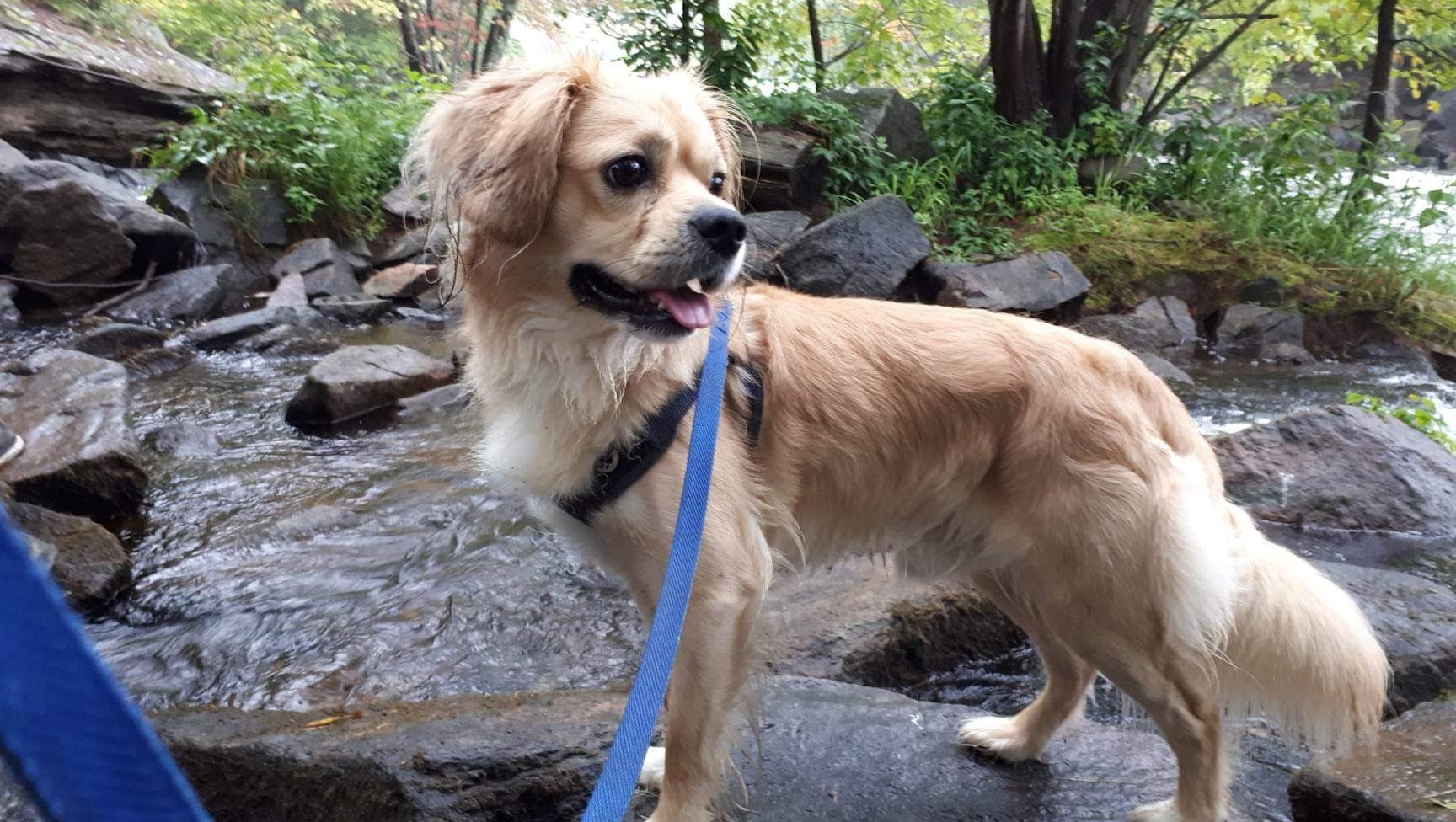 Fundraiser by Carol-Ann Fox : Help Mr. Max with his Vet Bills