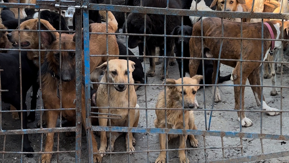 Fundraiser by Suman Gurung : Raising food funds for stray dogs in Nepal