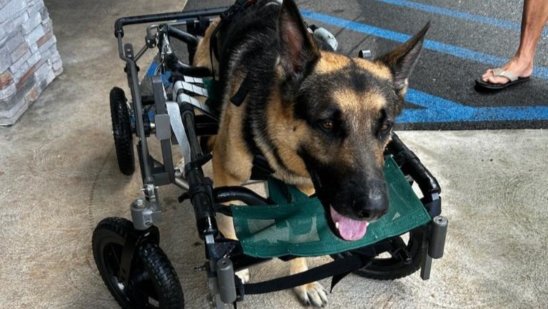 Fundraiser for Derek Tang by Christine Medaglia : Help Sig walk again!