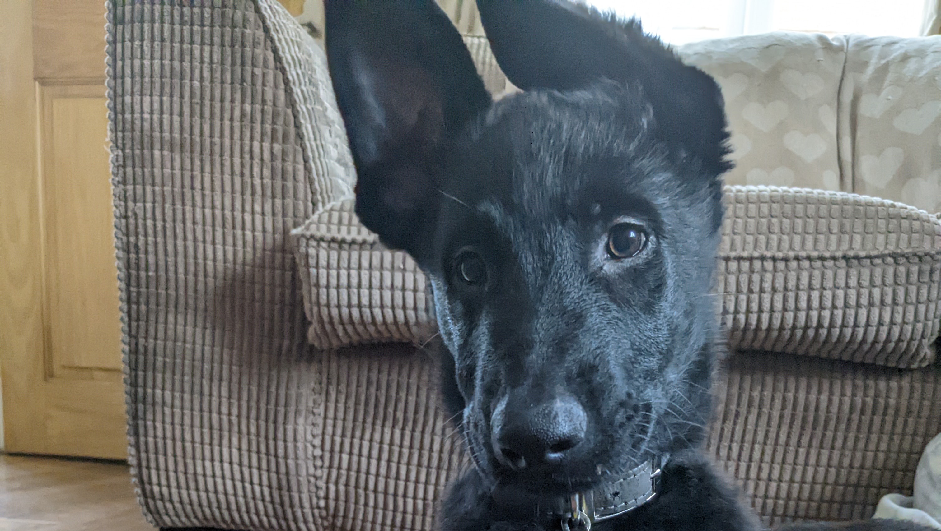 Fundraiser by Amy Leavy : Help King get his service dog training!