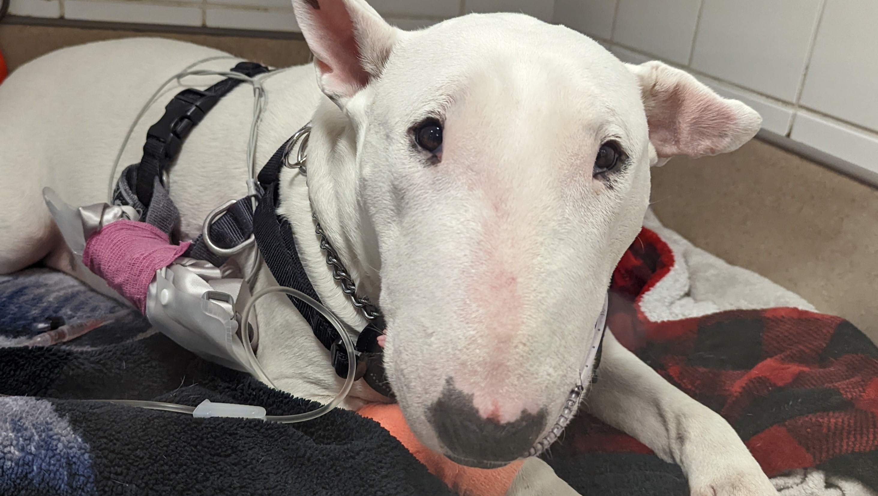 Fundraiser by Adrian And Paula Worley : Saving Brady
