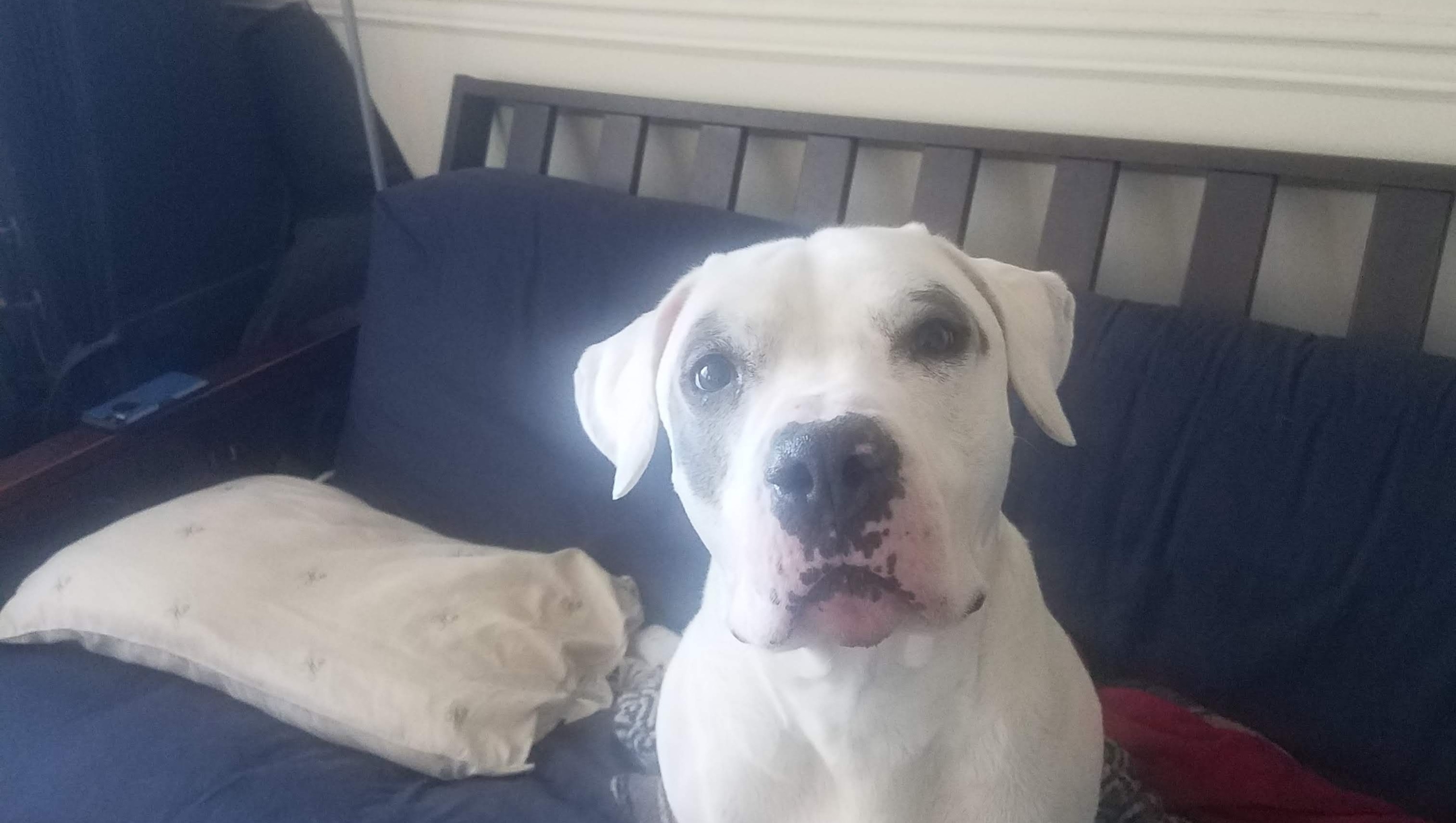 Fundraiser by Jen Strum : Help Scooter Cure His IVDD And Use His Legs Again