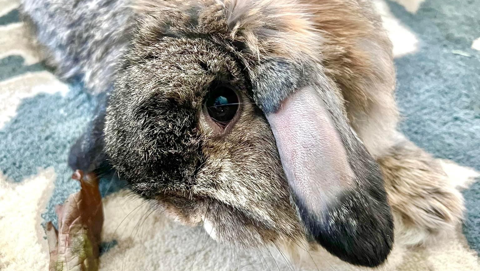 Fundraiser for Sarah Richardson by Carrie Bow : Please help our Michael ...