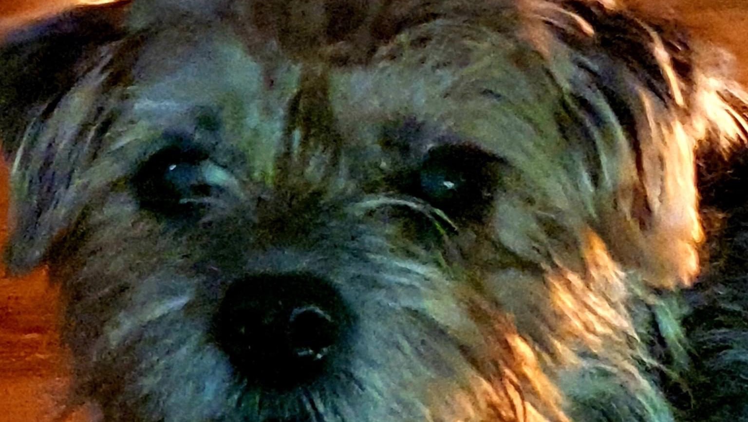 Fundraiser for Gavin Campbell by avril deane : BoBo’s eye operation