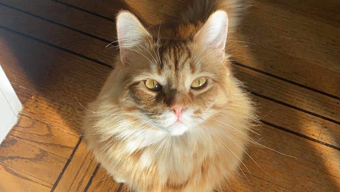 Fundraiser by Spencer MacDonald : Help Garry the Cat recover