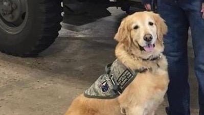 Fundraiser for Aaron Durso by Todd Reed : Help Aaron Durso - Service Dog