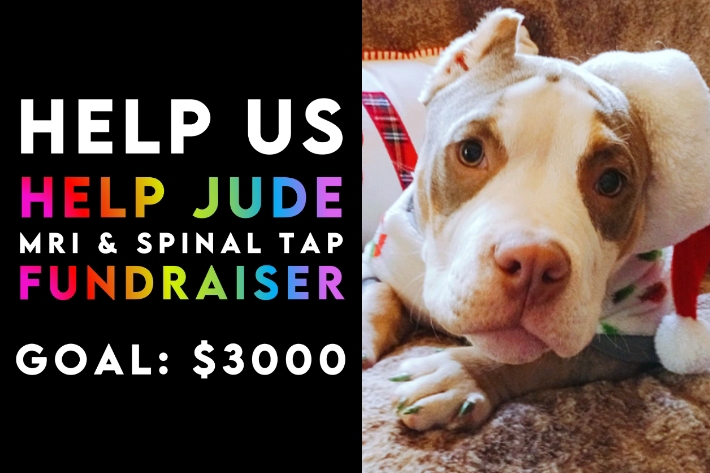 Fundraiser by Help Us, Help Them Dog Rescue : Help Us, Help Jude MRI ...