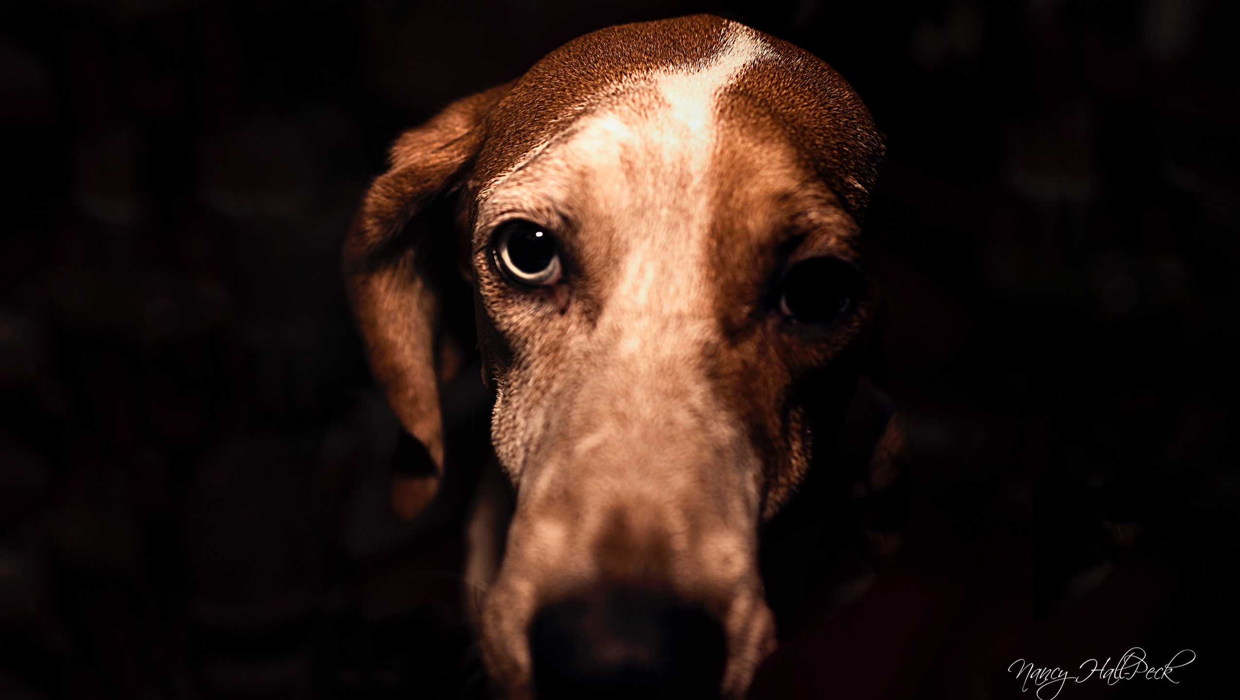 Fundraiser by Nancy Hall-Peck : Hemphill Hounds