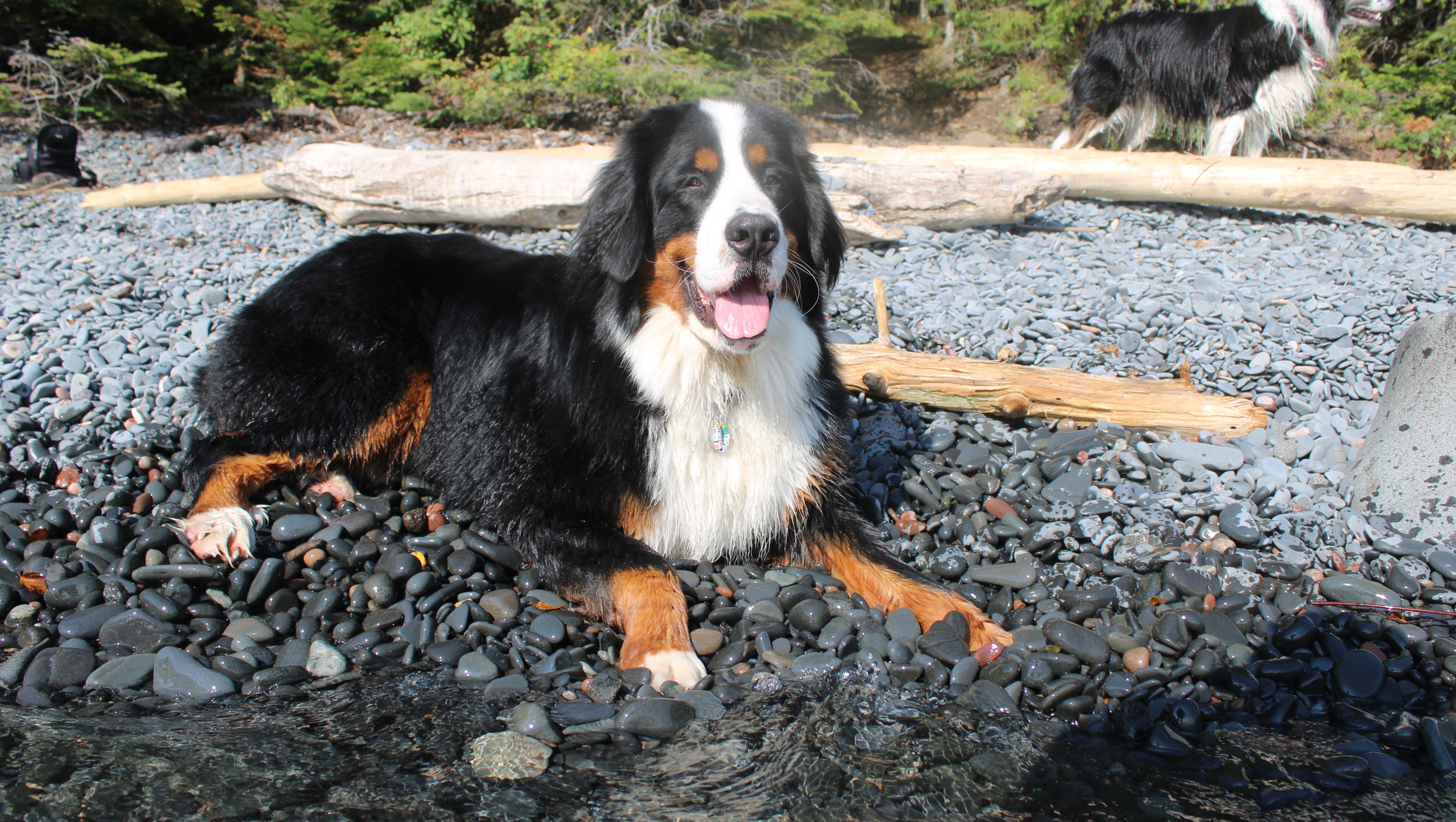 Fundraiser by Jordan Joly : Help Harley Get Back On His Feet