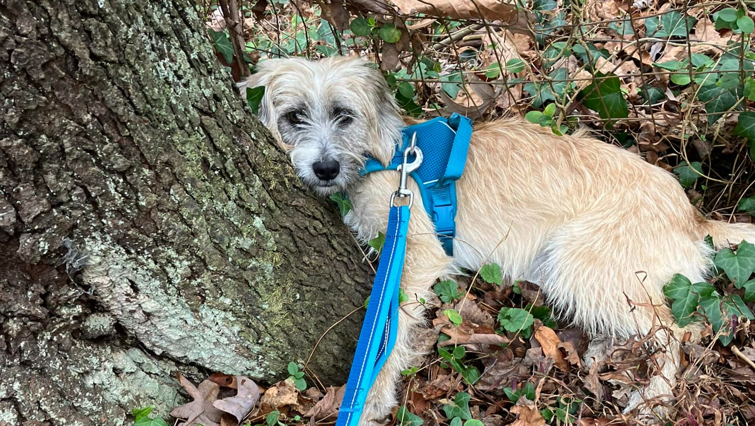 Fundraiser for Shannon Wittenauer by Paula Atkinson : Help bring Opie ...