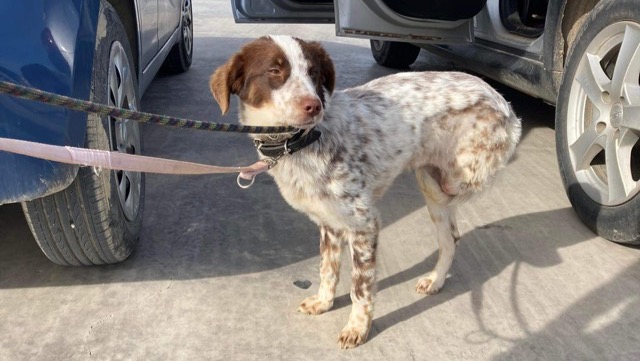 Fundraiser by Tracey Staley : The Forgotten Paws Dogs need your help