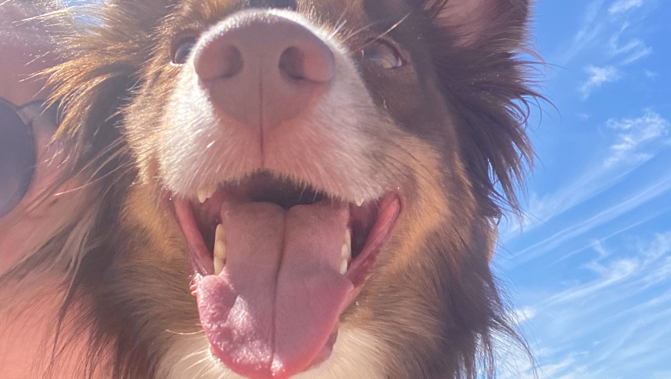 Fundraiser by Veronica Russell : Angus' Surgery and Medical expenses