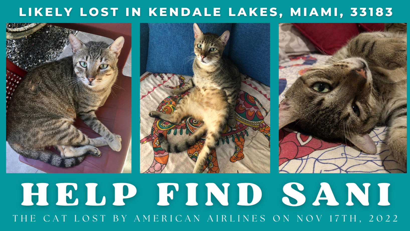 Fundraiser by Rebecca Bly : American Airlines lost our Cat