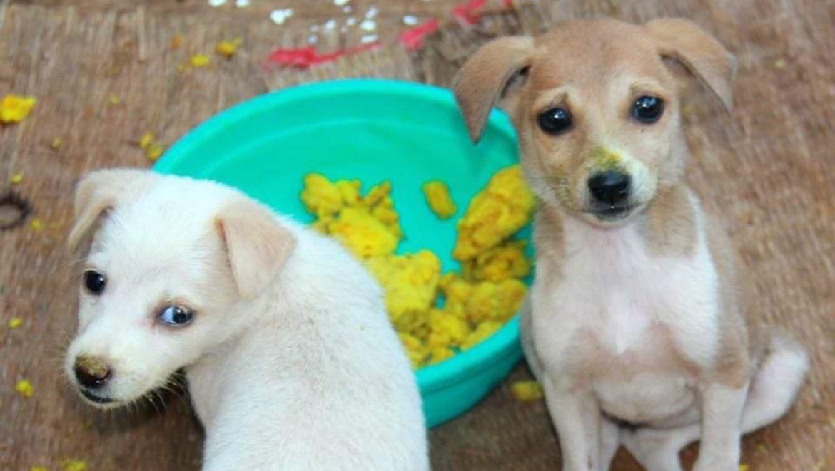 Fundraiser by Sue Dray : I Love Goa Dogs