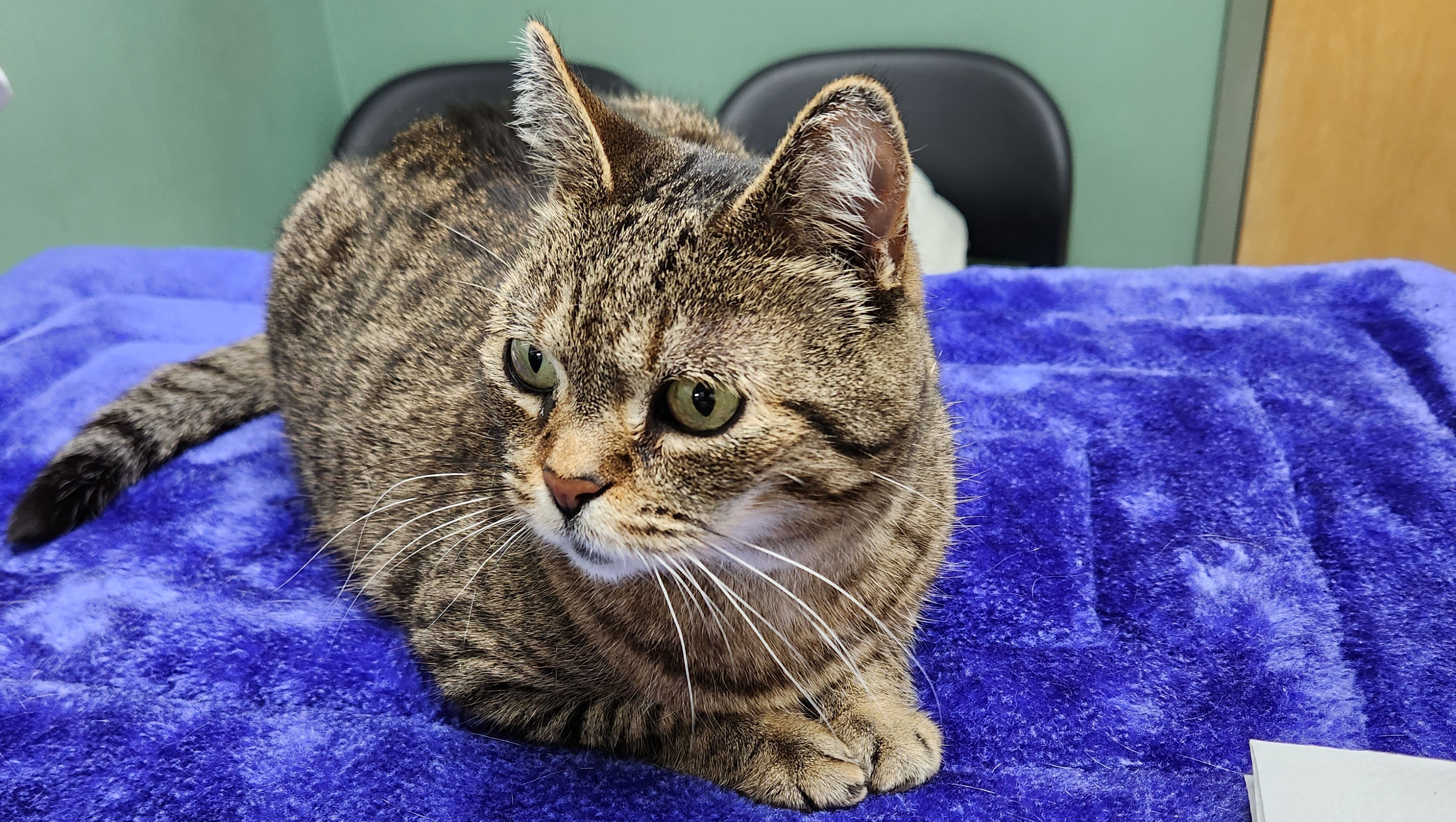 Fundraiser by Keely O'Brien : Charlotte Get Surgery For Her Sweet Lil Mouth