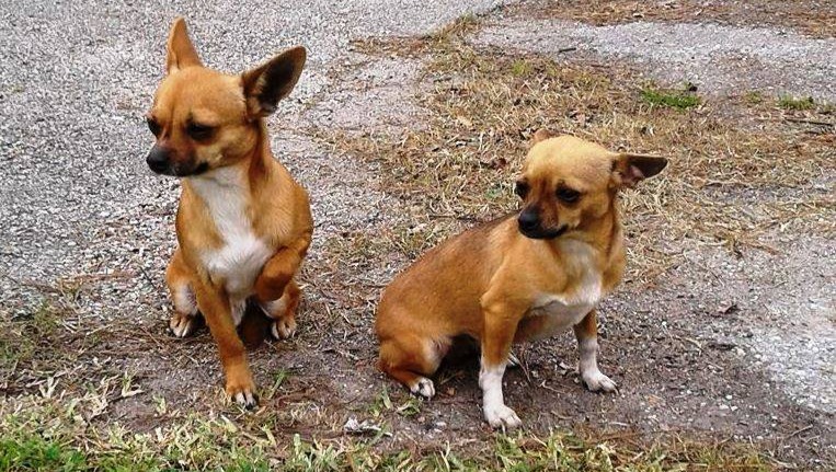 Fundraiser by Homeless Angels Rescue Team : Help Homeless Angels Rescue ...