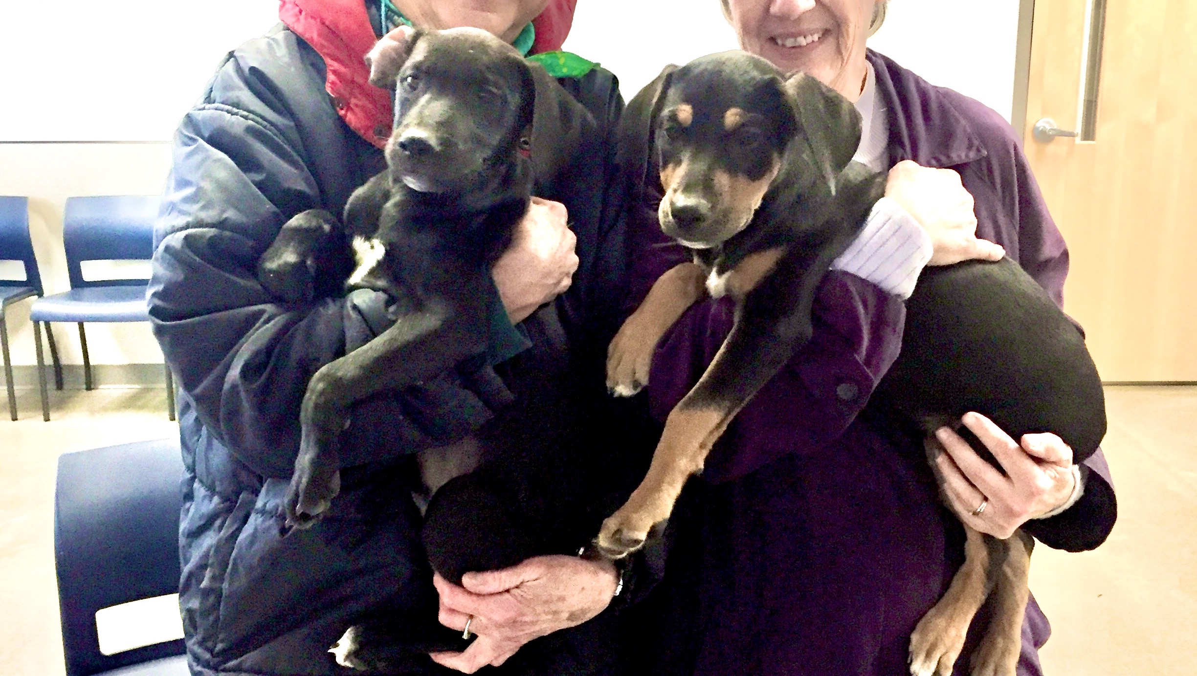 Fundraiser by Sharon Levy : Operation Hurricane Fiona Puppy and Momma ...