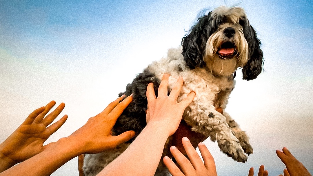Fundraiser by Jennifer Hoelzer : Please Help Me Help Ziggy
