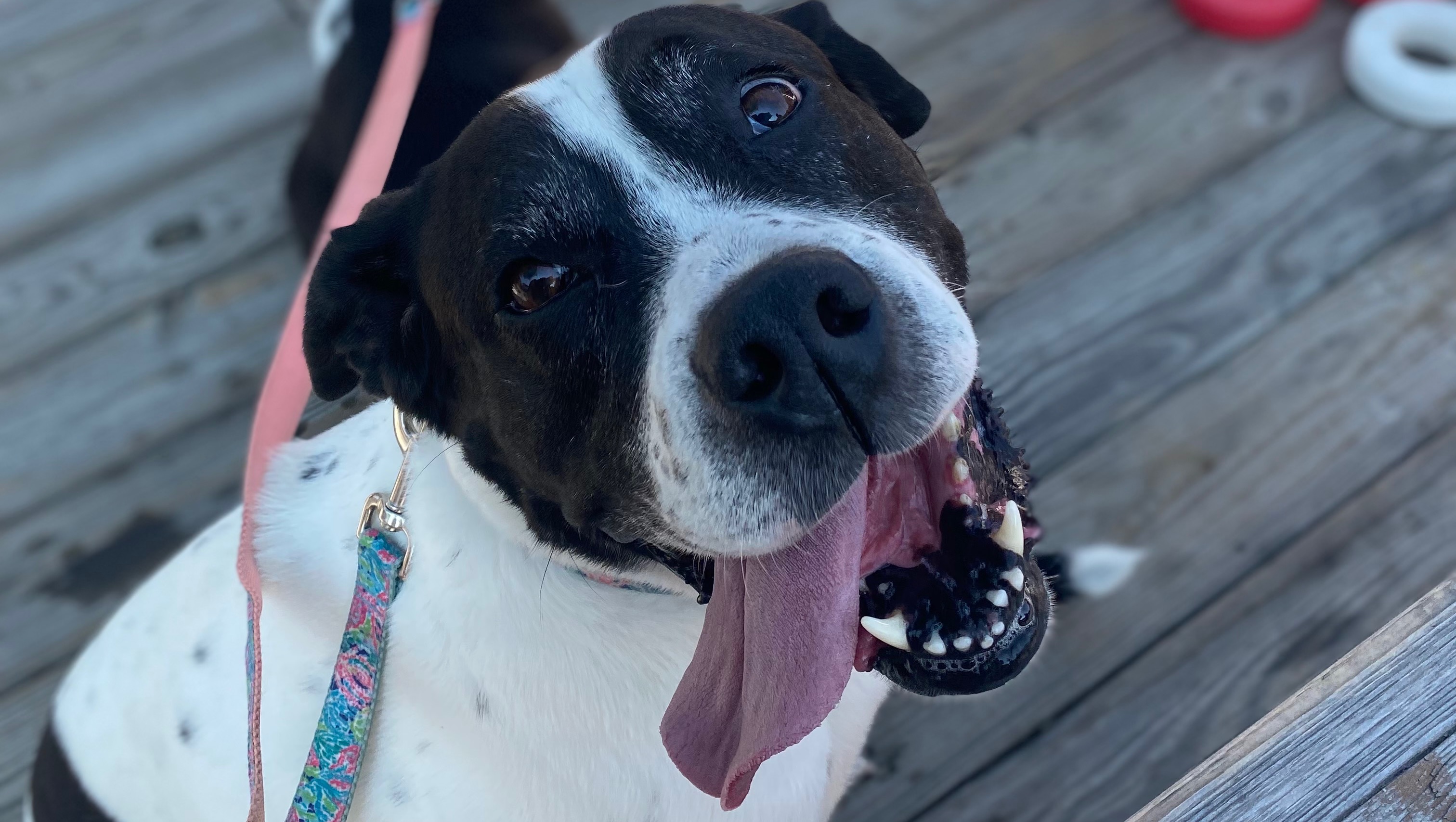 Fundraiser for Tierney Brown by Brandy Blasko : Save Maggie from Cancer