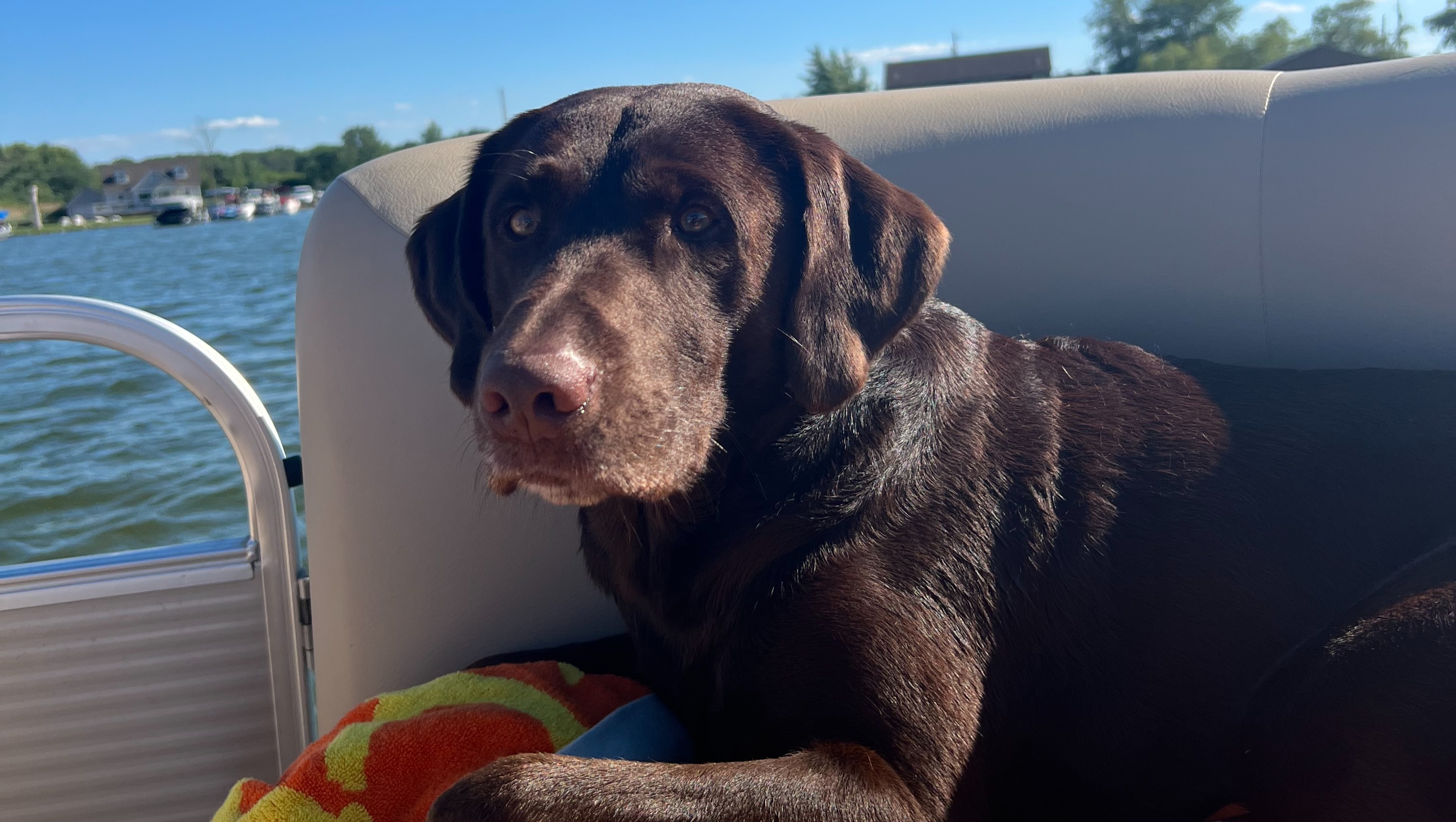 Fundraiser by Cara Sheehan : Oakley's road ahead.