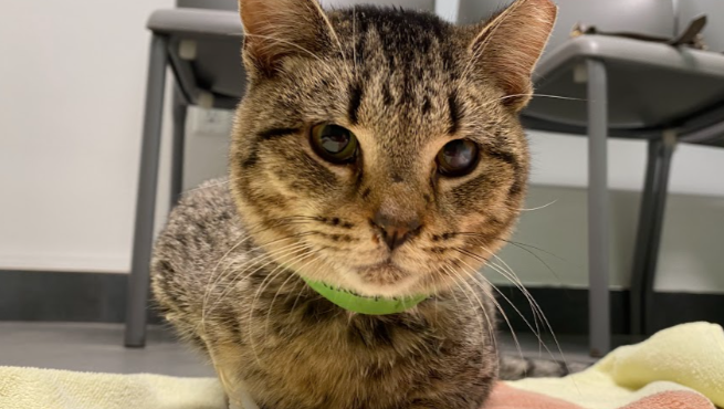 Fundraiser by Sarah Weber : Help fund Waffle's recovery