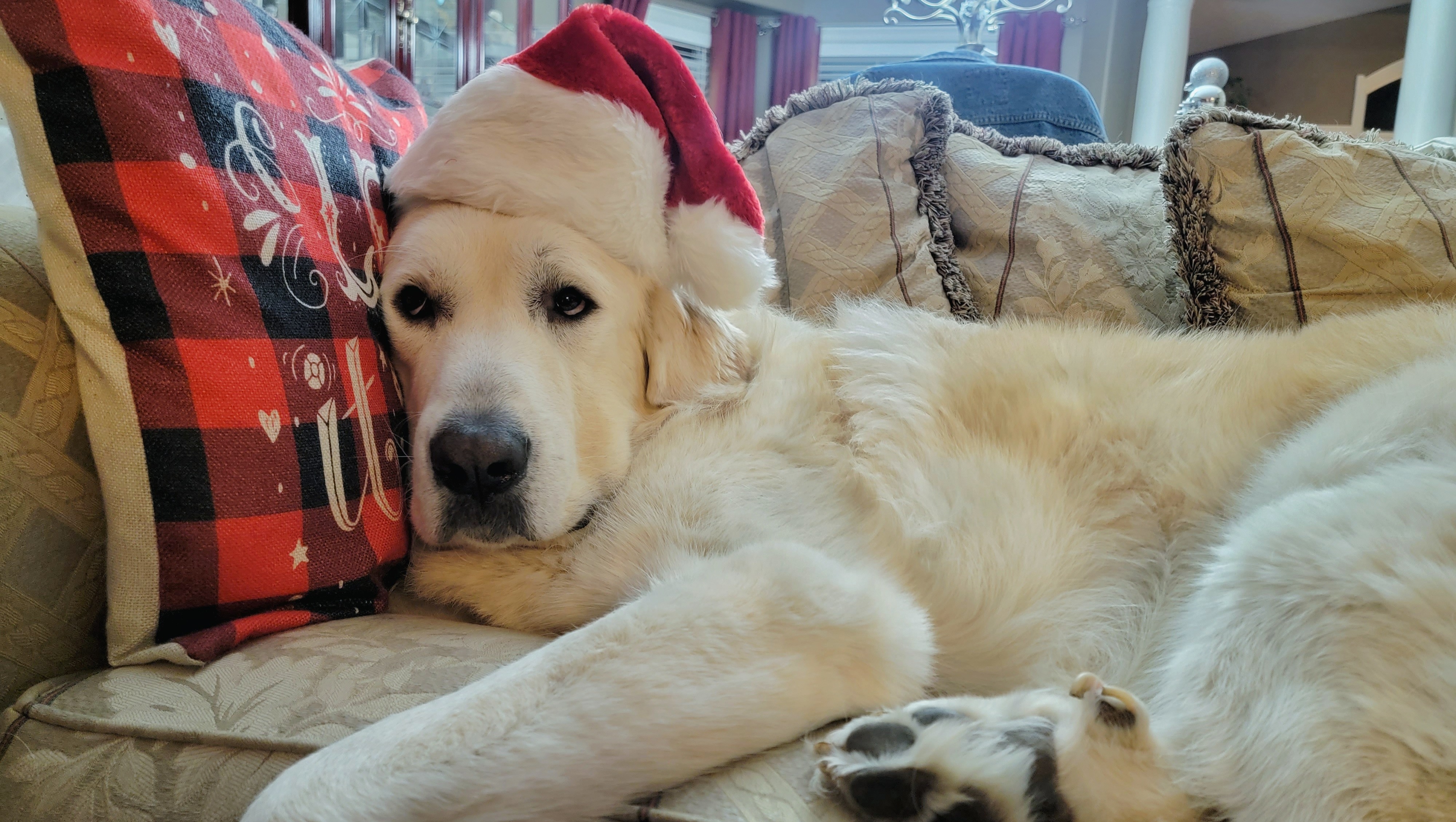 Fundraiser by AMANDA NICOLETTI : Diesels urgent knee surgery