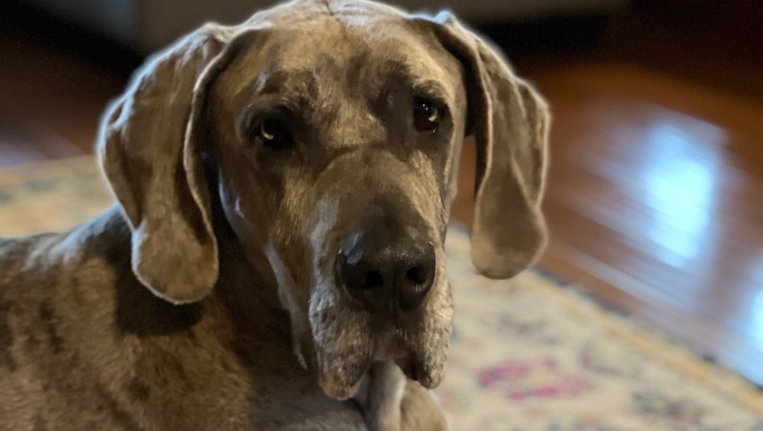 Fundraiser by Emma Piercy : Gus with his emergency life saving surgery