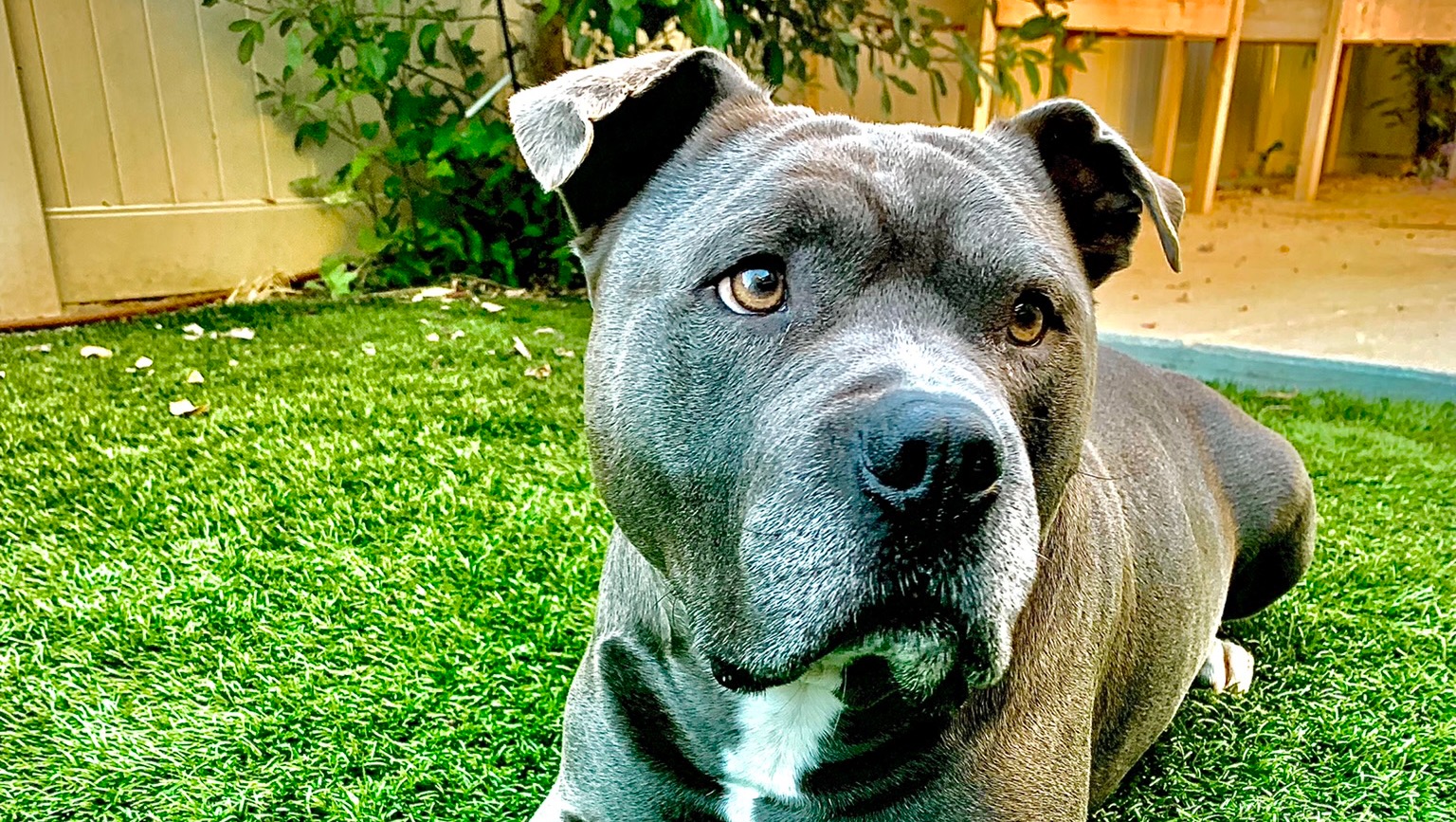 Fundraiser by Michelle Wijas : Bruiser’s Emergency Surgery