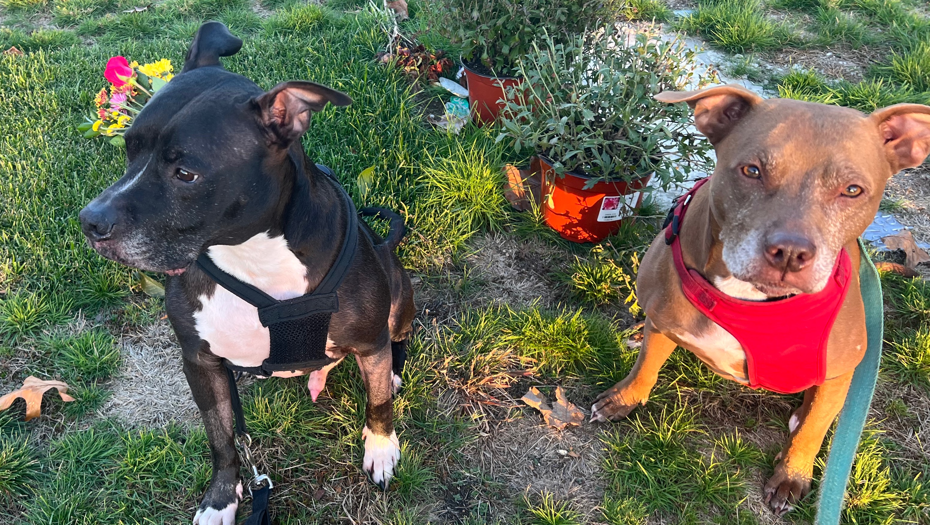 Fundraiser by Amberlee Perry : Jasper and Rubys Vet Bills