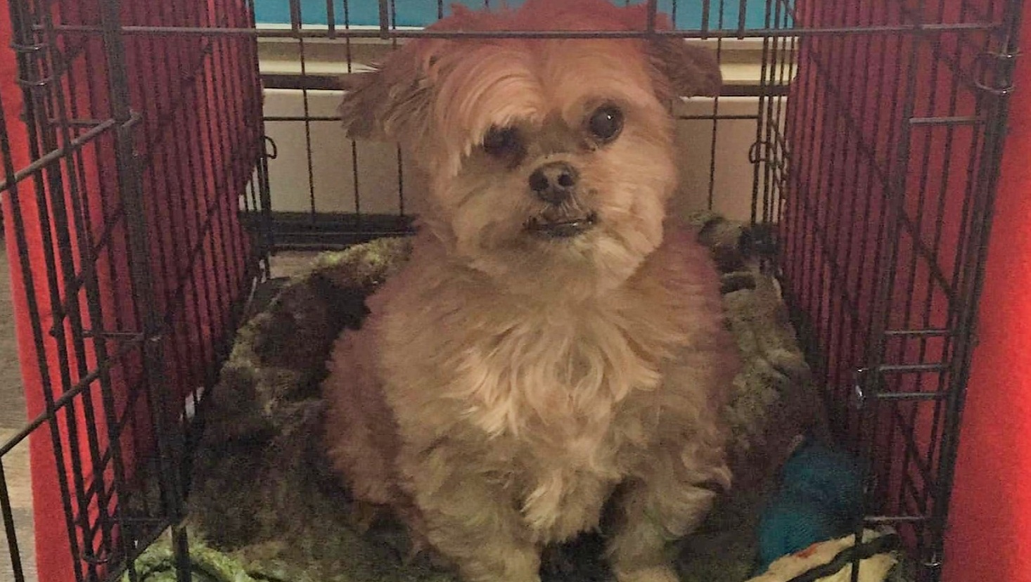 Fundraiser for Marcia Gorham by Justin Marston : Chara's Emergency Surgery